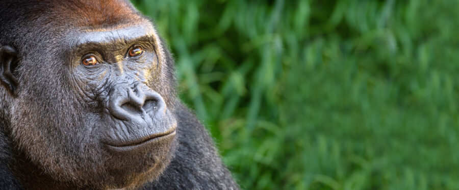 Primate Facts Archives | Critter Science