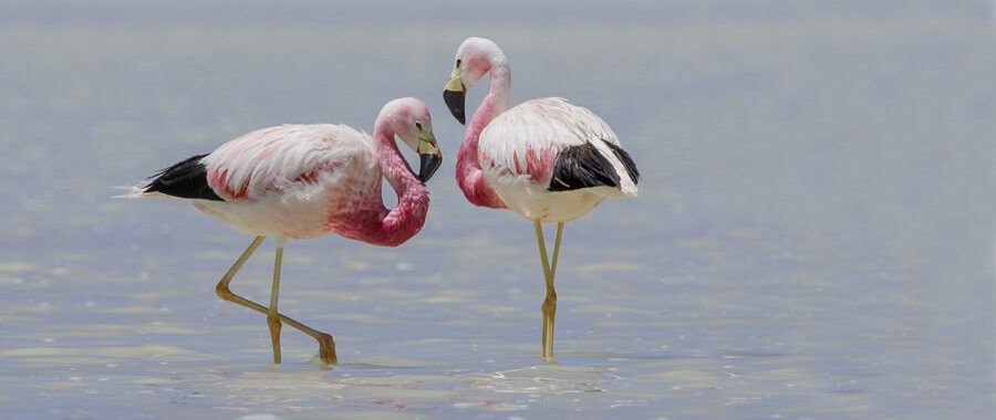 The Andean Flamingo | Critter Science