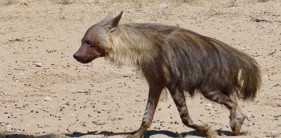 The Brown Hyena | Critter Science