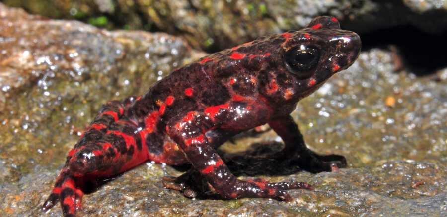 The Bleeding Toad | Critter Science