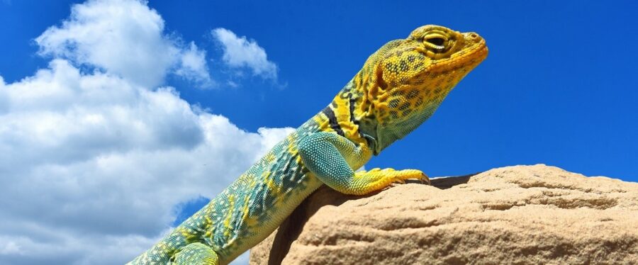 The Common Collared Lizard | Critter Science