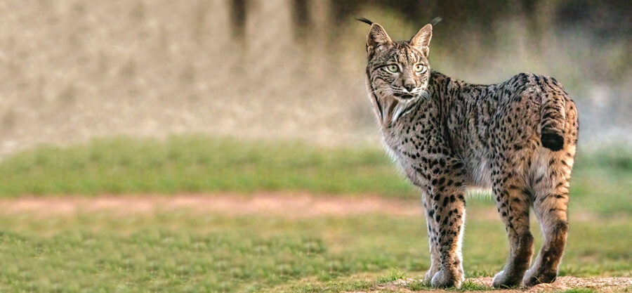 The Iberian Lynx | Critter Science