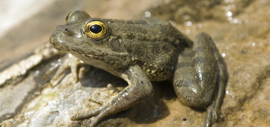 Frog Facts Archives | Critter Science