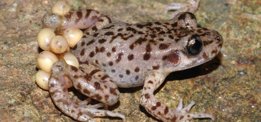 The Majorcan Midwife Toad | Critter Science