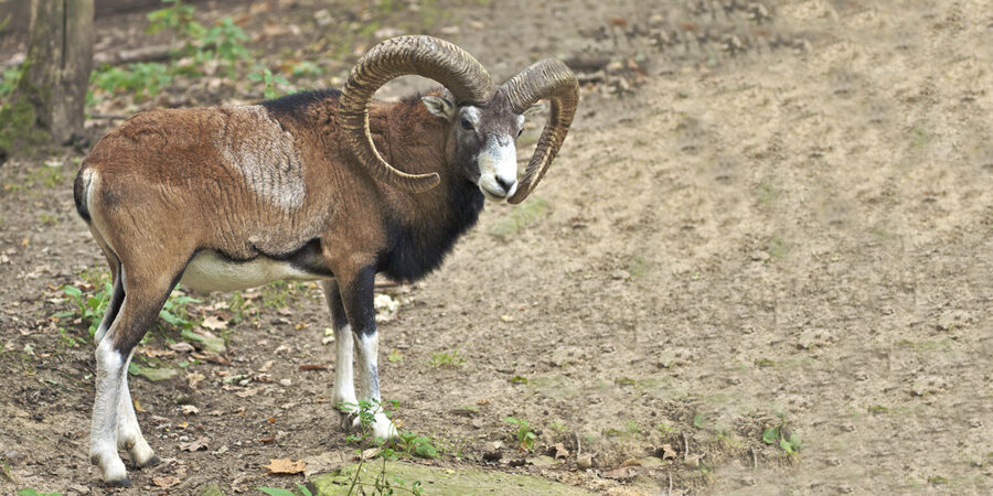 The Mouflon | Critter Science