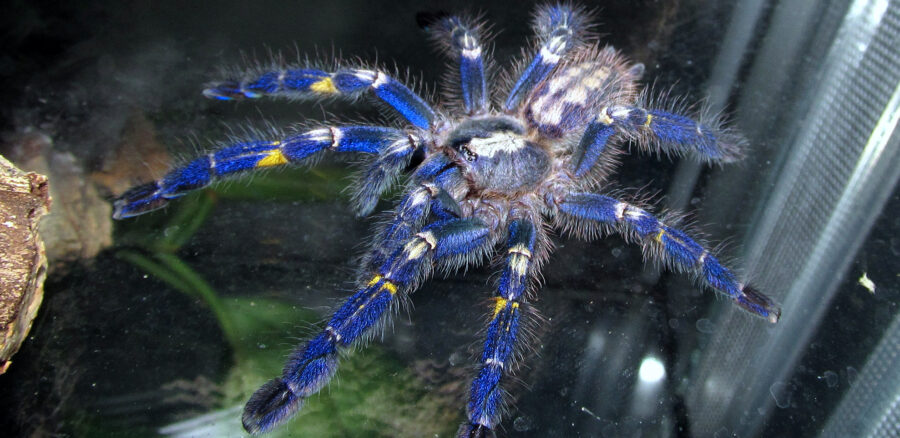 The Peacock Tarantula | Critter Science