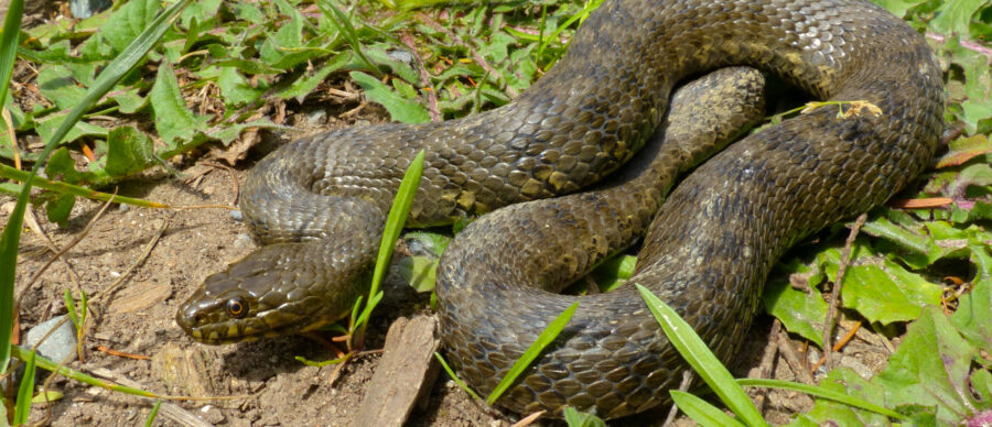 The Viperine Snake | Critter Science