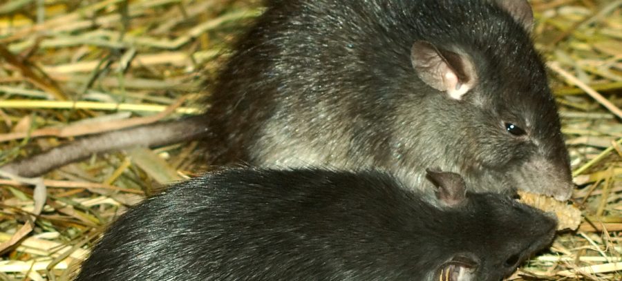 The Infamous Black Rat | Critter Science