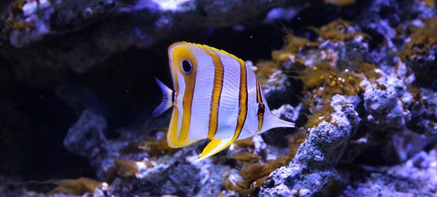 The Alluring Butterflyfish | Critter Science