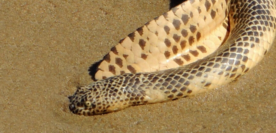 The Dubois' Sea Snake | Critter Science