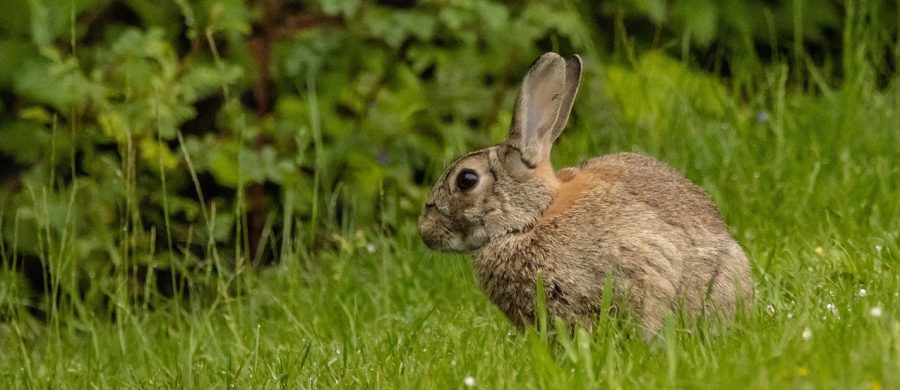 The European Rabbit | Critter Science