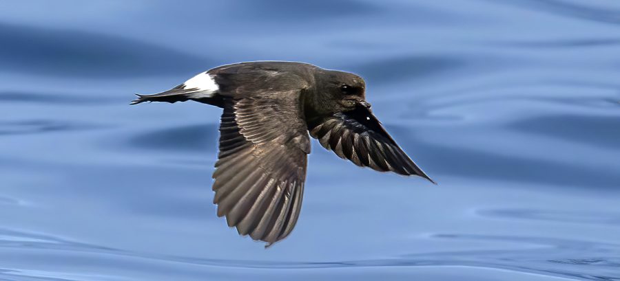 The European Storm Petrel | Critter Science