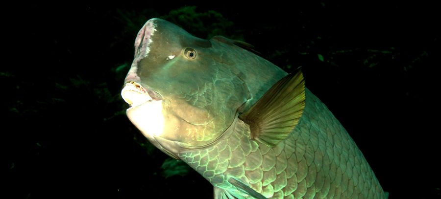 The Green Humphead Parrotfish | Critter Science