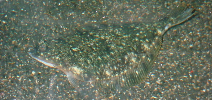 The Starry Flounder | Critter Science