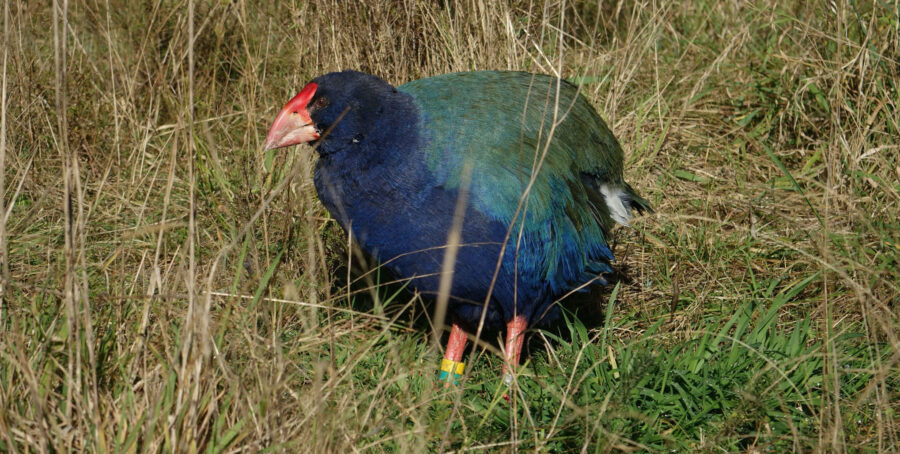 The South Island Takahē | Critter Science