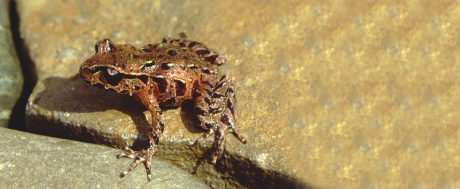 The Archey's Frog | Critter Science