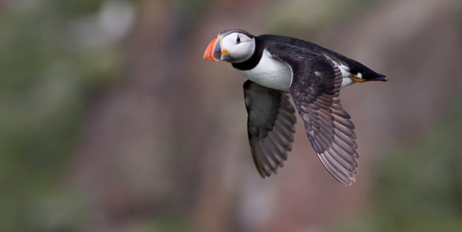 The Atlantic Puffin | Critter Science