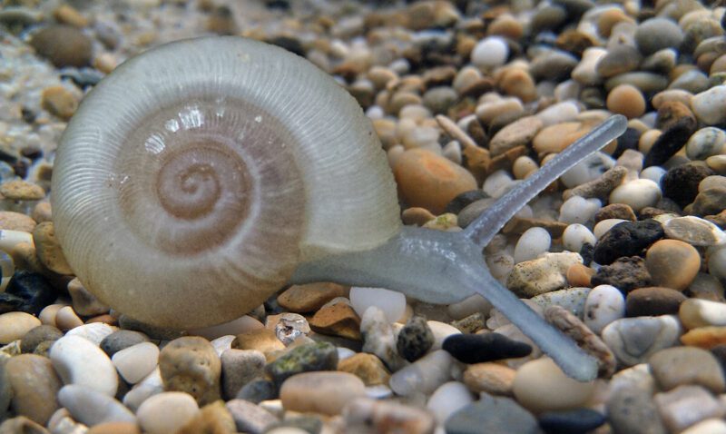 The Ammonite Snail: A Fascinating Journey Through Time | Critter Science