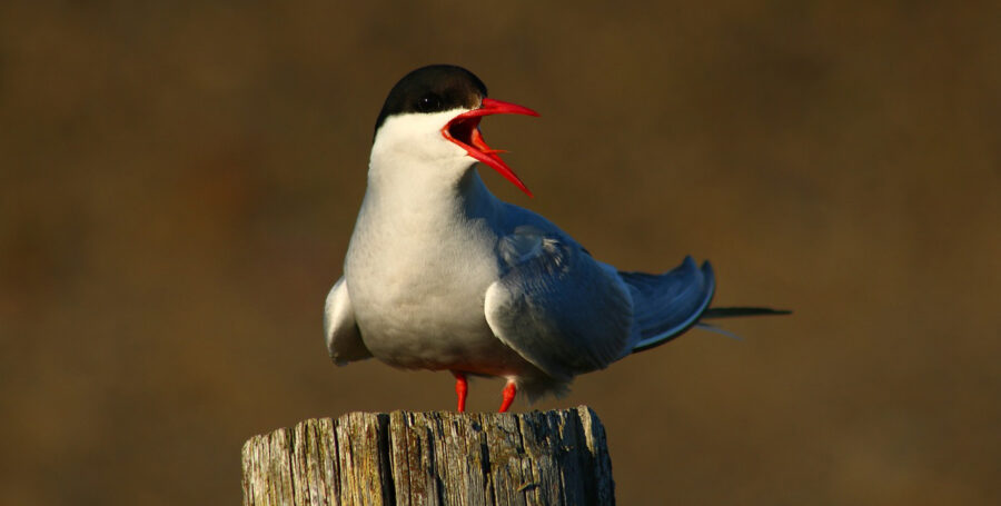 The Arctic Tern | Critter Science