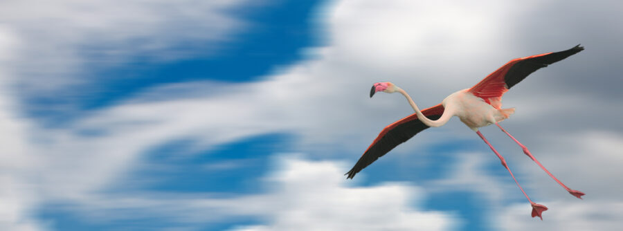 The Greater Flamingo | Critter Science