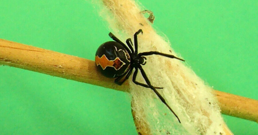 The Venomous Katipō | Critter Science