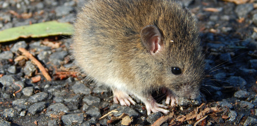 The Polynesian Rat | Critter Science