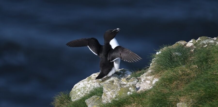 The Gregarious Razorbill | Critter Science