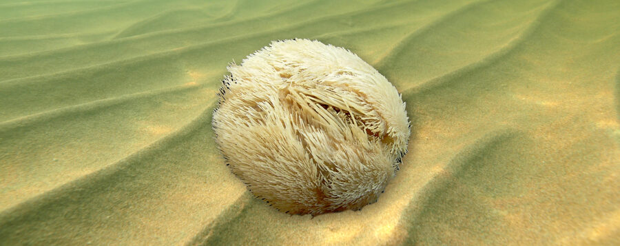 The Sea Potato | Critter Science