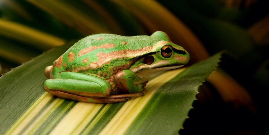 The Bell Frog | Critter Science
