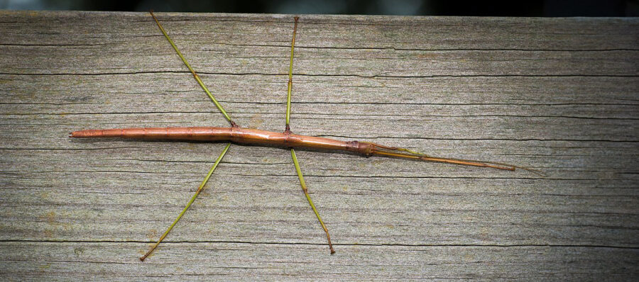 The Common Walkingstick | Critter Science
