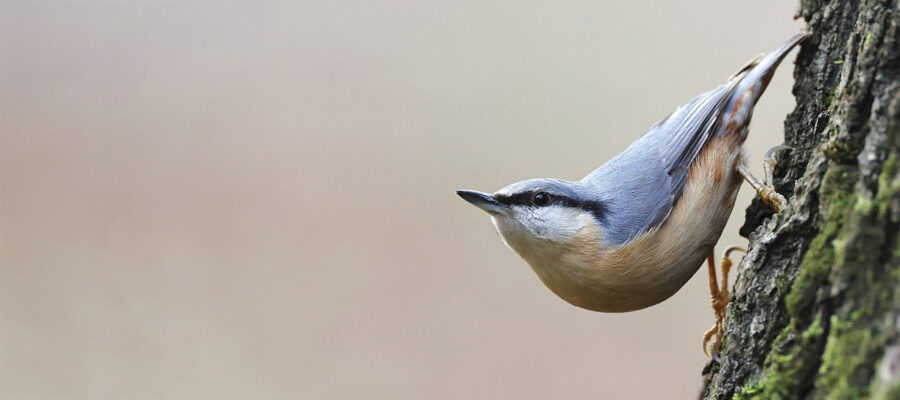 The Eurasian Nuthatch | Critter Science