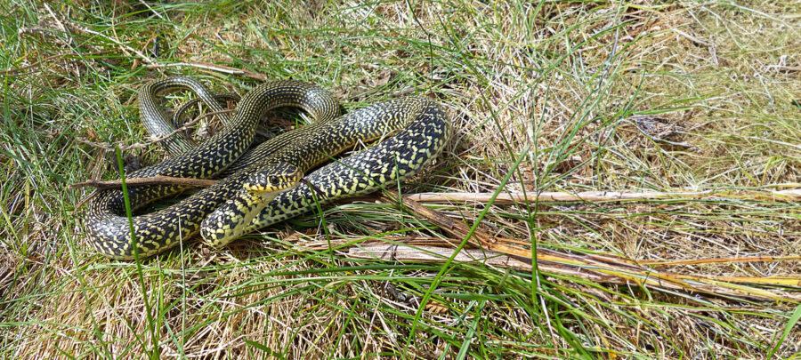The Green Whip Snake | Critter Science