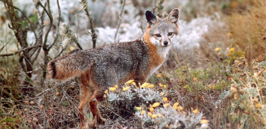 The Island Fox | Critter Science