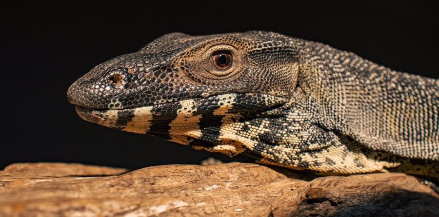 The Lace Monitor | Critter Science