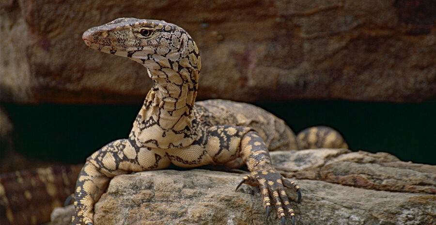 The Largest Lizard in Australia, the Perentie | Critter Science