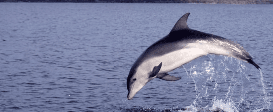 Daily Critter Facts Archives | Critter Science