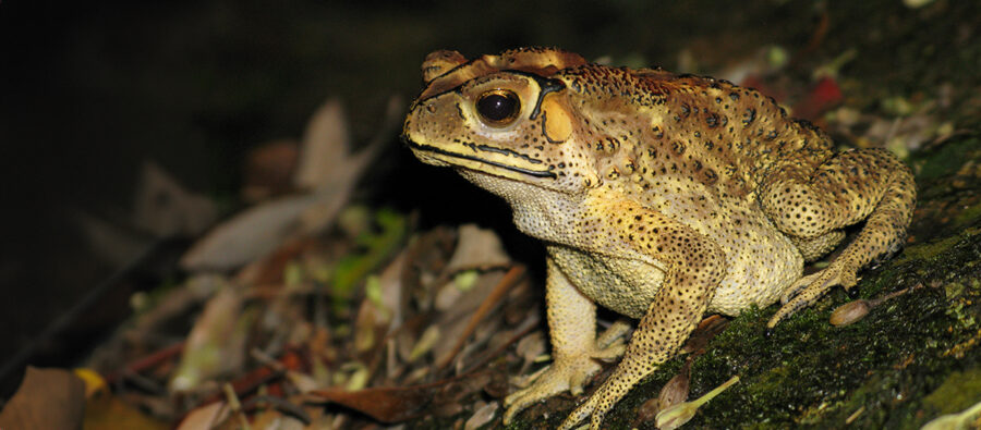 The Common Indian Toad | Critter Science