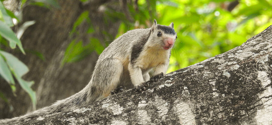 The Grizzled Giant Squirrel | Critter Science
