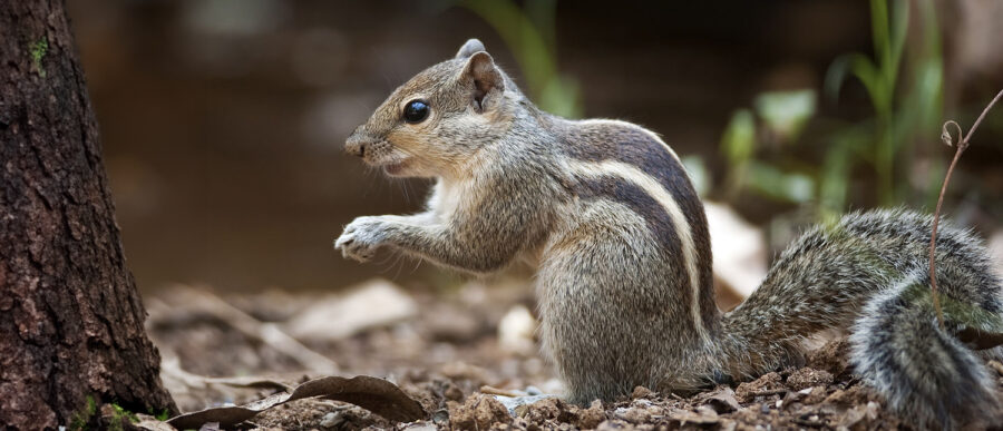 The Indian Palm Squirrel | Critter Science