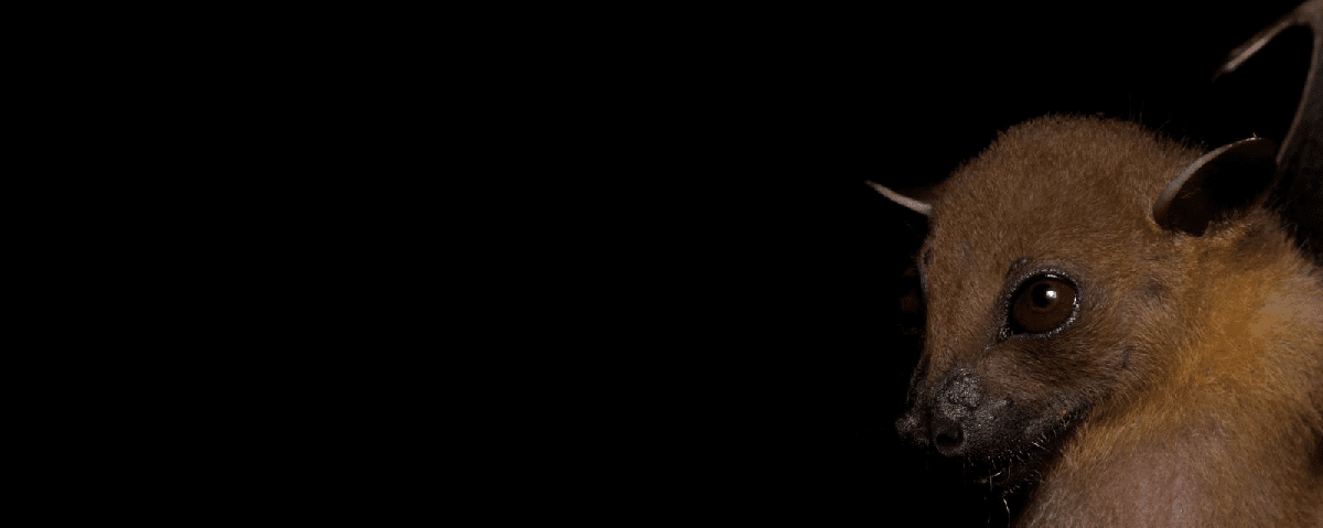 The Lesser Short-Nosed Fruit Bat | Critter Science
