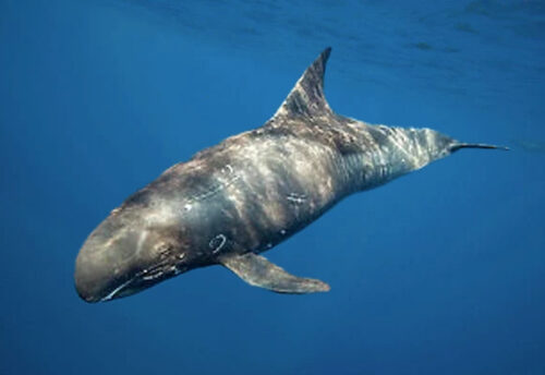 The Pygmy Right Whale | Critter Science