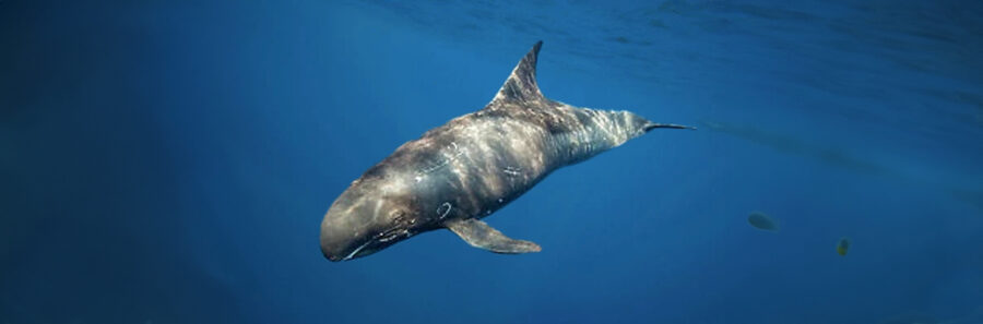 The Amazing Pygmy Killer Whale | Critter Science