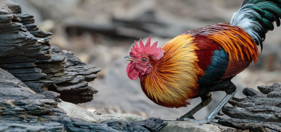The Red Junglefowl | Critter Science