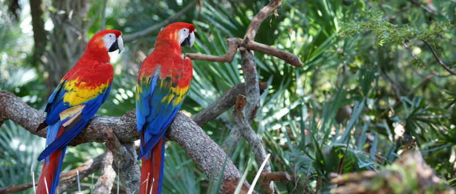 The Beautiful Scarlet Macaw | Critter Science