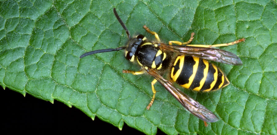 The Yellowjacket | Critter Science