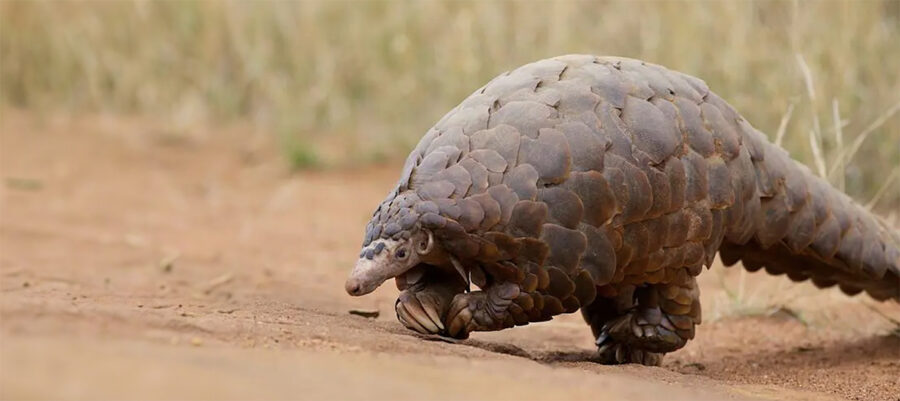 The Giant Pangolin | Critter Science