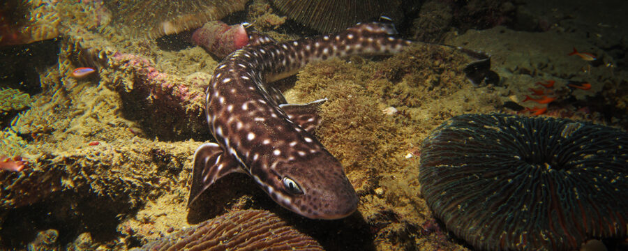 The Abundant and Diminutive Catshark | Critter Science