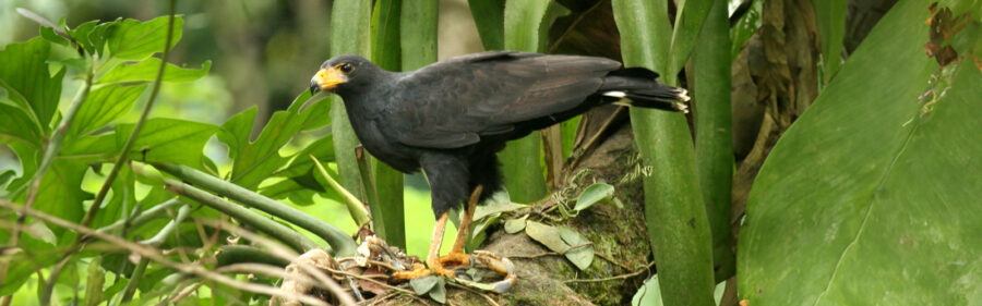 The Common Black Hawk | Critter Science