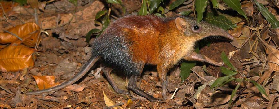 The Grey-Faced Sengi | Critter Science