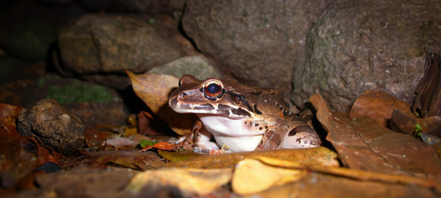 The Mountain Chicken | Critter Science